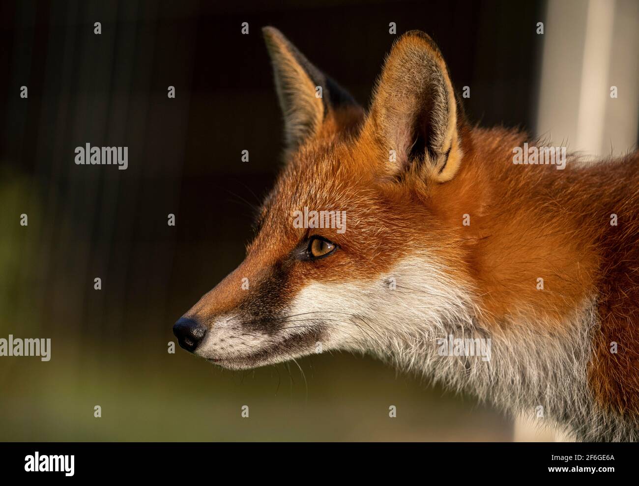 Urban rewilding hi-res stock photography and images - Alamy