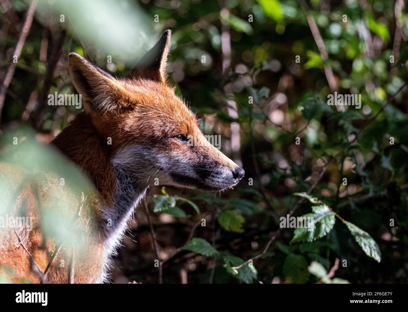 Urban Fox family interaction and behaviour, Aberdeen, Northeast ...