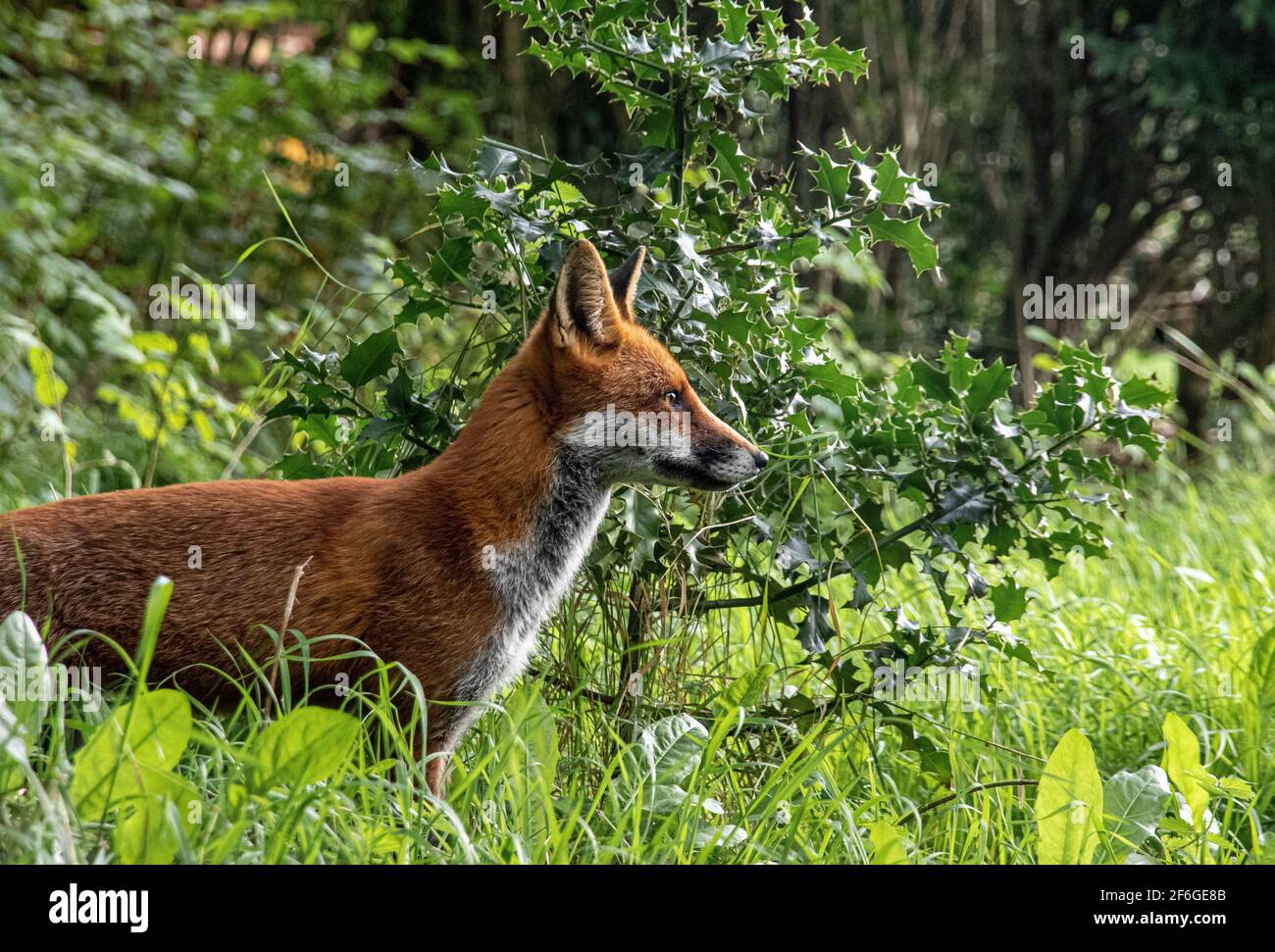 Urban Fox family interaction and behaviour, Aberdeen, Northeast ...