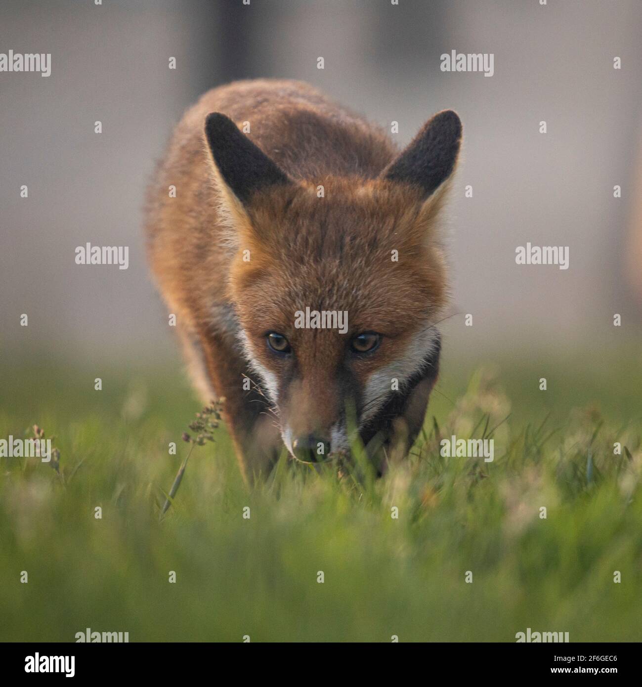 Red fox vulpes vulpes scotland hi-res stock photography and images - Alamy