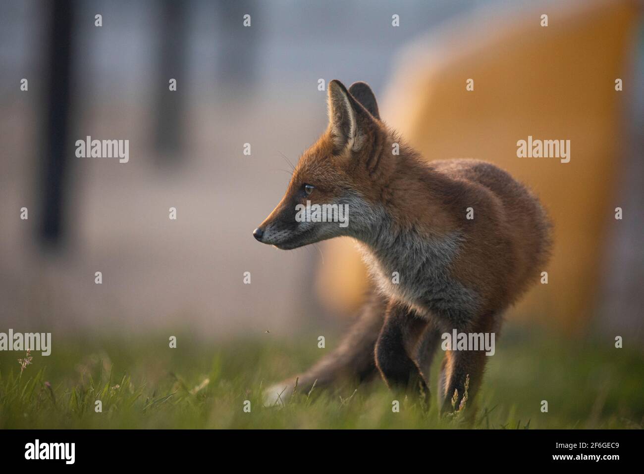 Fox family interaction and behaviour, Aberdeen, Northeast Scotland ...
