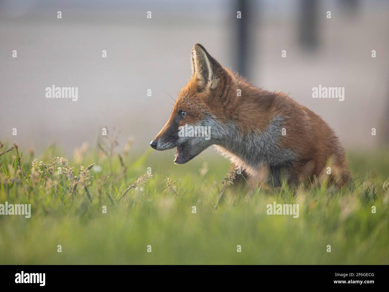 Red fox family interaction hi-res stock photography and images - Alamy