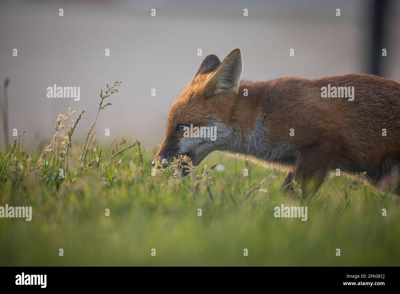 Fox family interaction and behaviour, Aberdeen, Northeast Scotland ...
