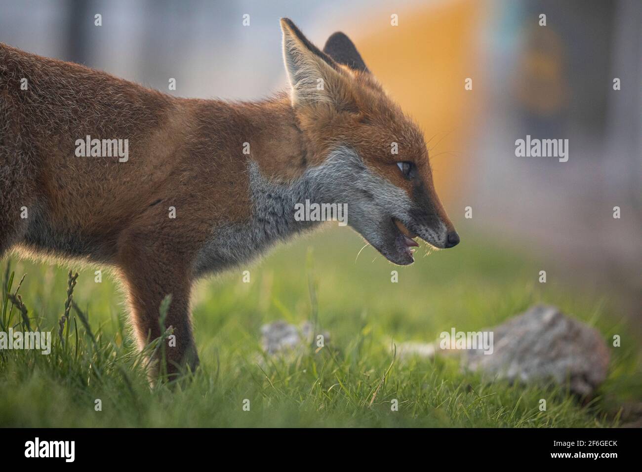 Fox family interaction and behaviour, Aberdeen, Northeast Scotland ...