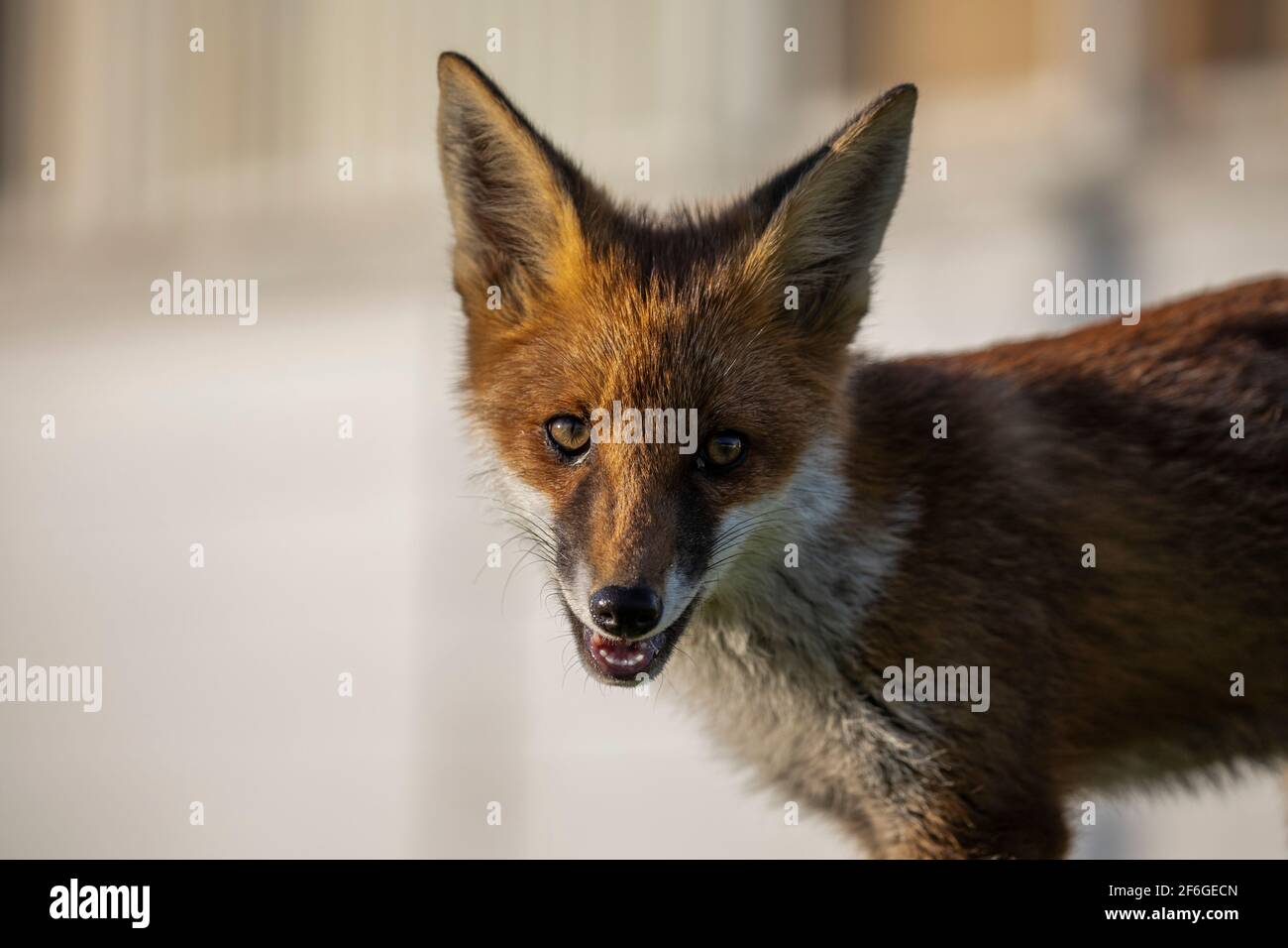 Fox family interaction and behaviour, Aberdeen, Northeast Scotland ...