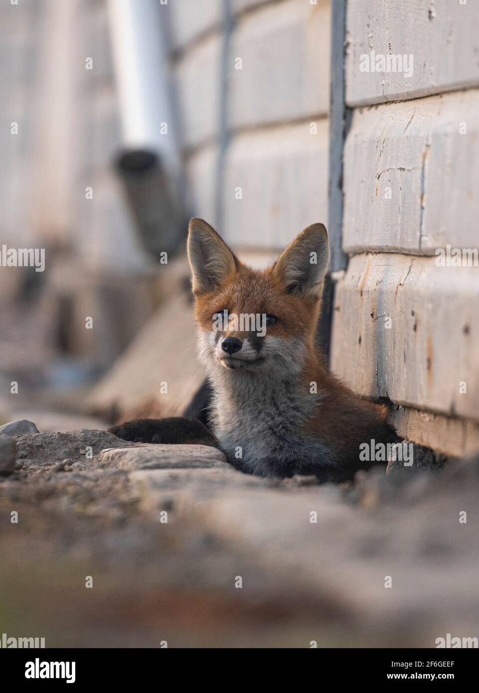 Fox family interaction and behaviour, Aberdeen, Northeast Scotland ...