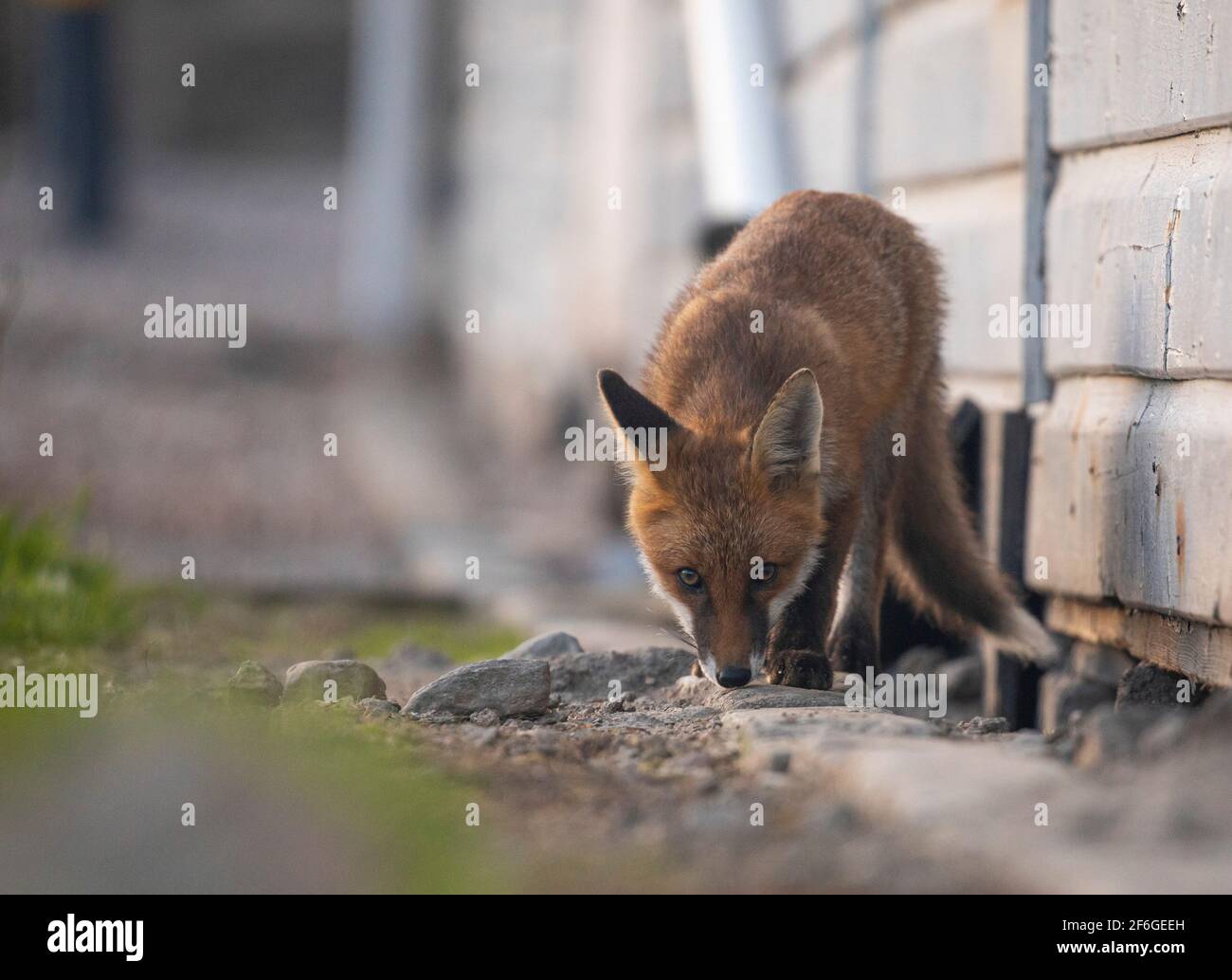 Red fox family interaction hi-res stock photography and images - Alamy