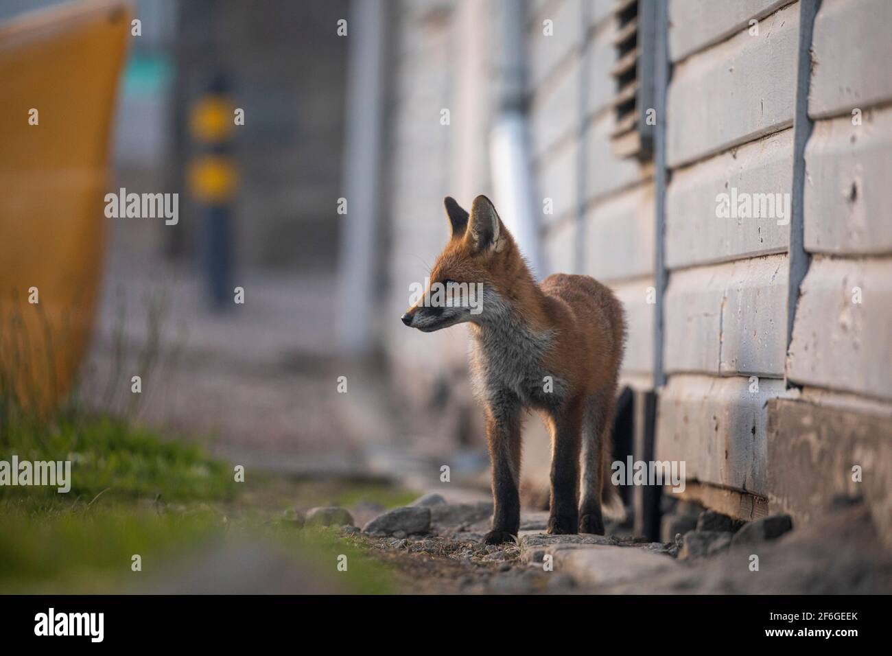 Fox family interaction and behaviour, Aberdeen, Northeast Scotland ...