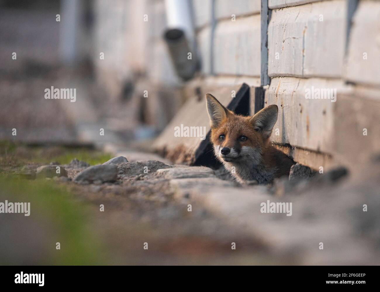 Mister Fox High Resolution Stock Photography and Images - Alamy