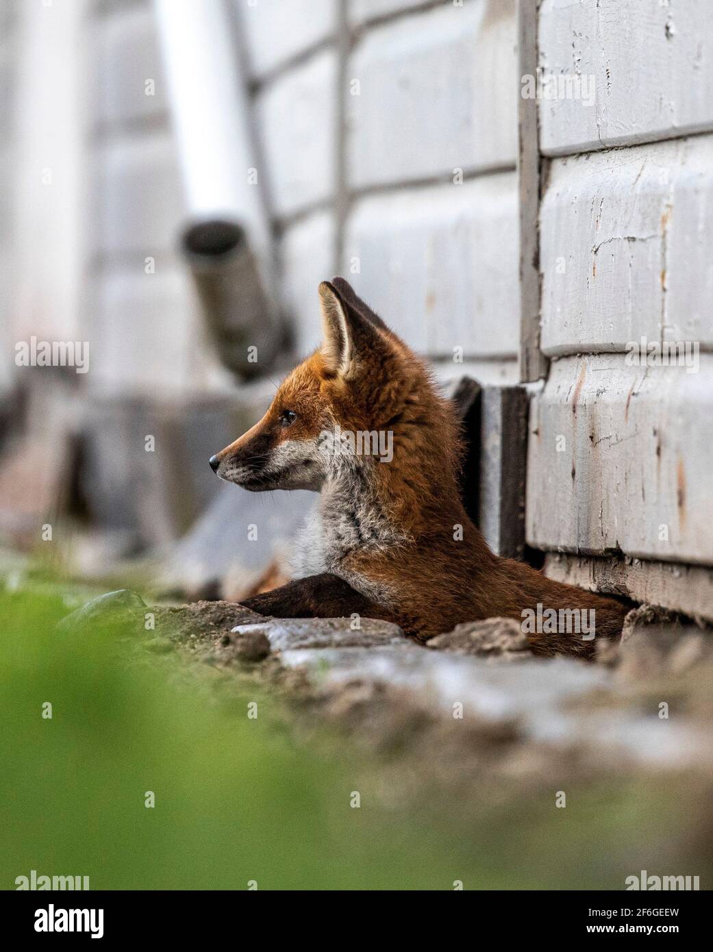 Fox family interaction and behaviour, Aberdeen, Northeast Scotland ...