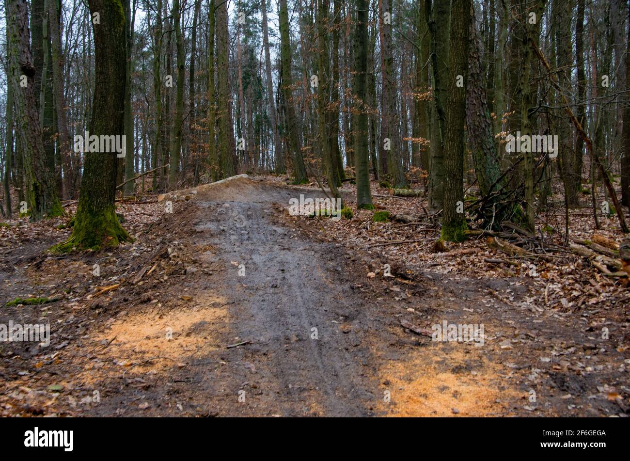Newly built downhill track in the forest with jumps and narrow curves ...