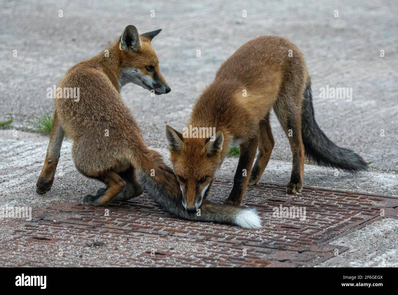 Fox family interaction and behaviour, Aberdeen, Northeast Scotland ...