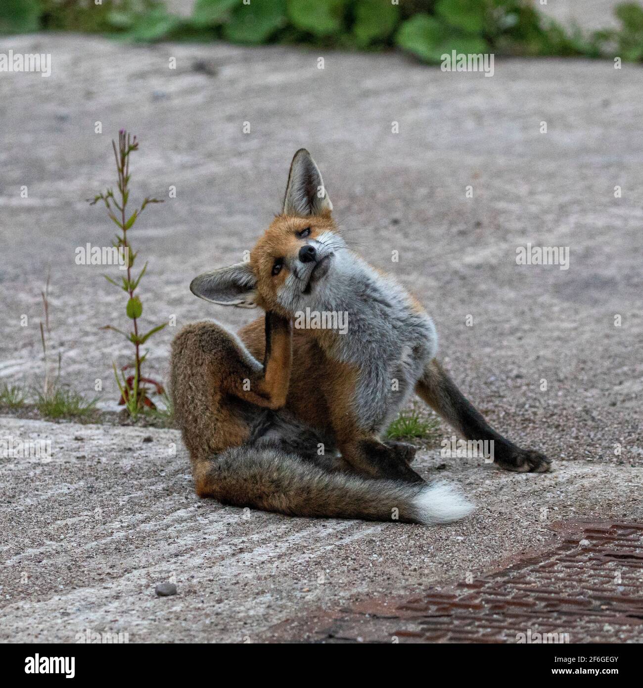 Foxes Mating High Resolution Stock Photography and Images - Alamy