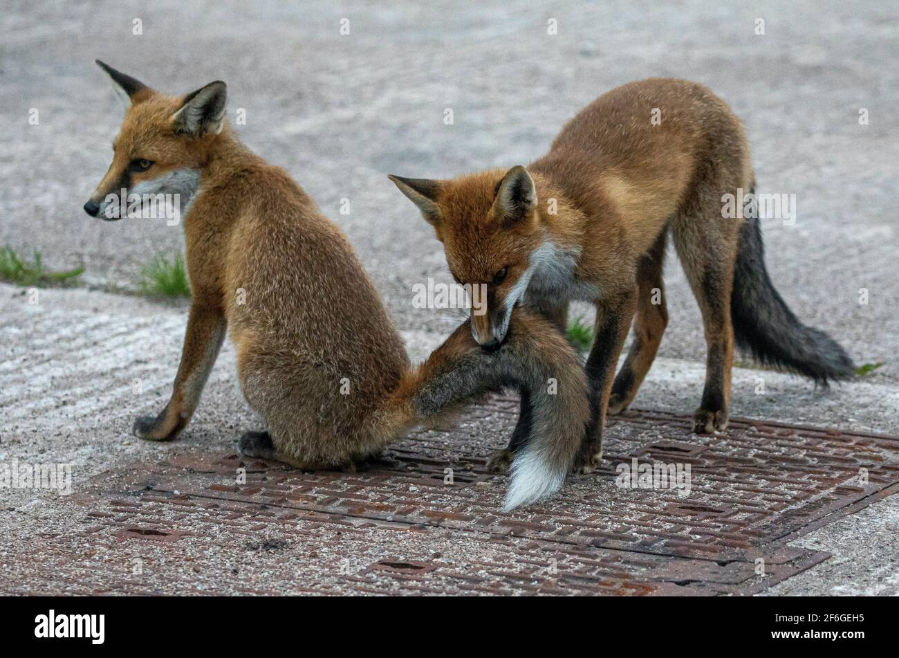 Foxes Mating High Resolution Stock Photography and Images - Alamy