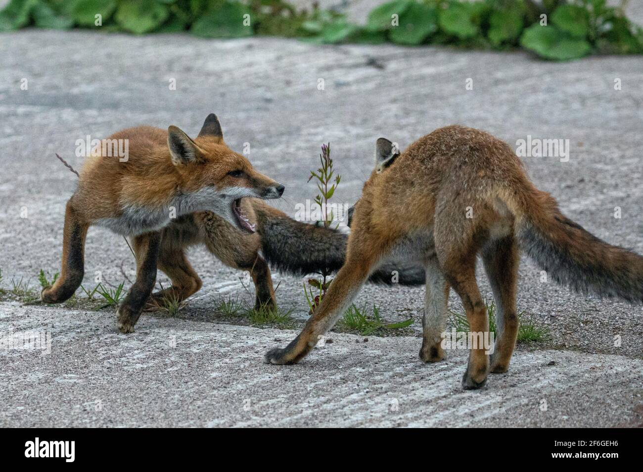 Fox family interaction and behaviour, Aberdeen, Northeast Scotland ...