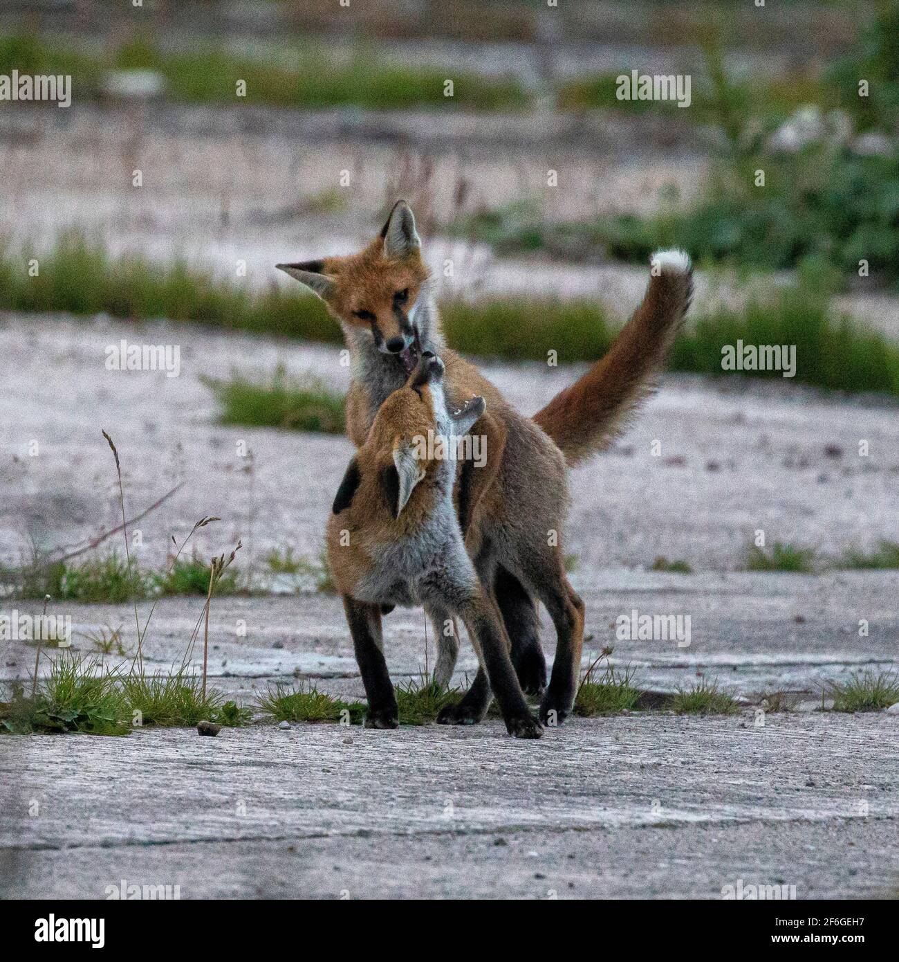 Foxes Mating High Resolution Stock Photography and Images - Alamy