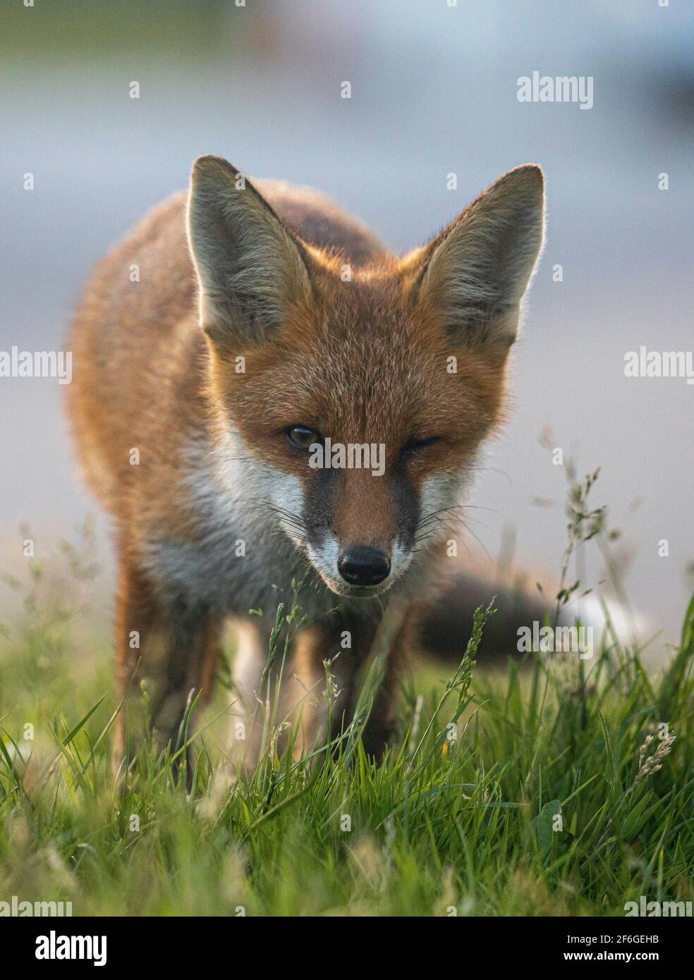 Fox family interaction and behaviour, Aberdeen, Northeast Scotland ...