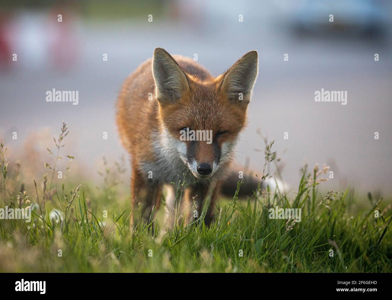 Fox family interaction and behaviour, Aberdeen, Northeast Scotland ...