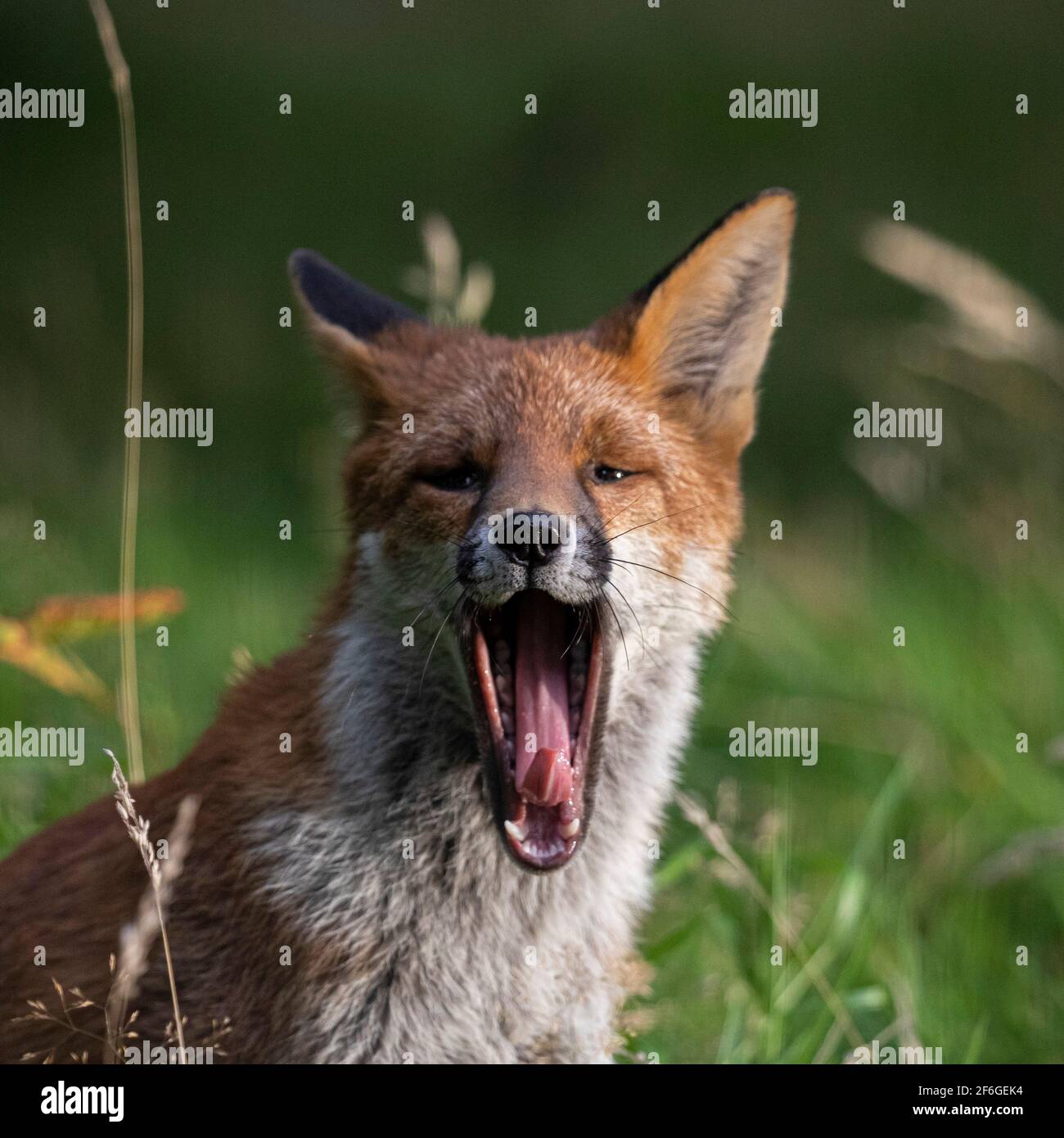 Fantastic mister fox hi-res stock photography and images - Alamy