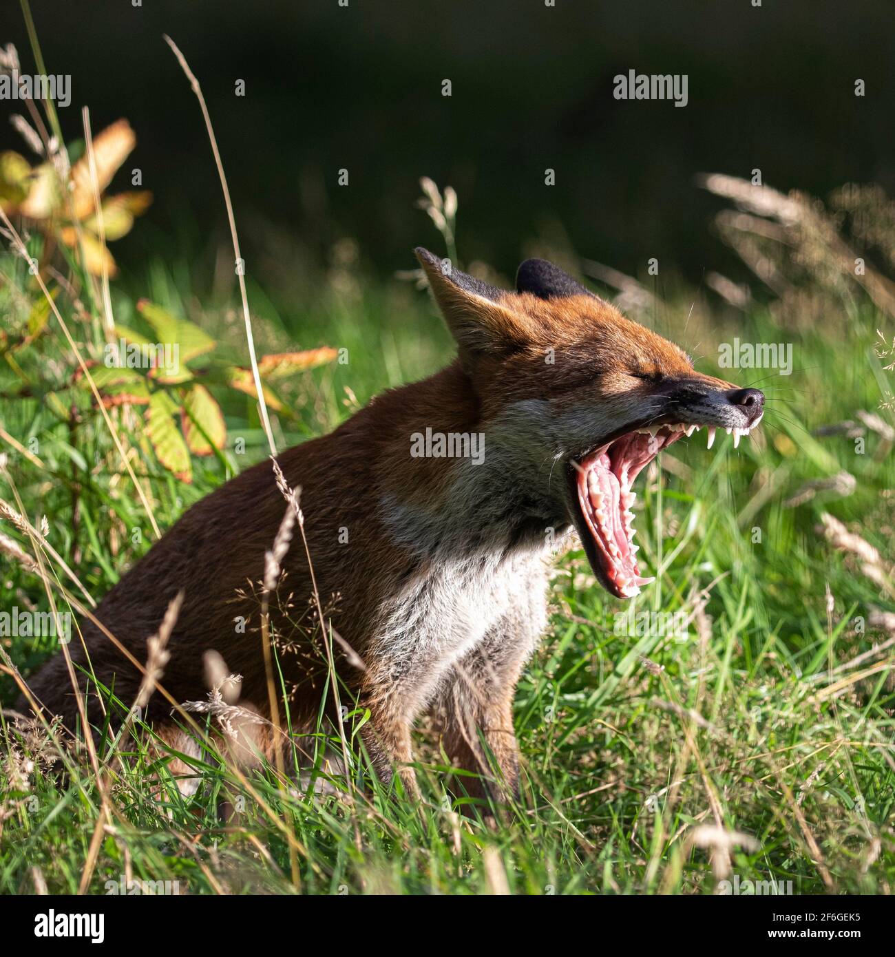 Ecotourism wild animals hi-res stock photography and images - Alamy