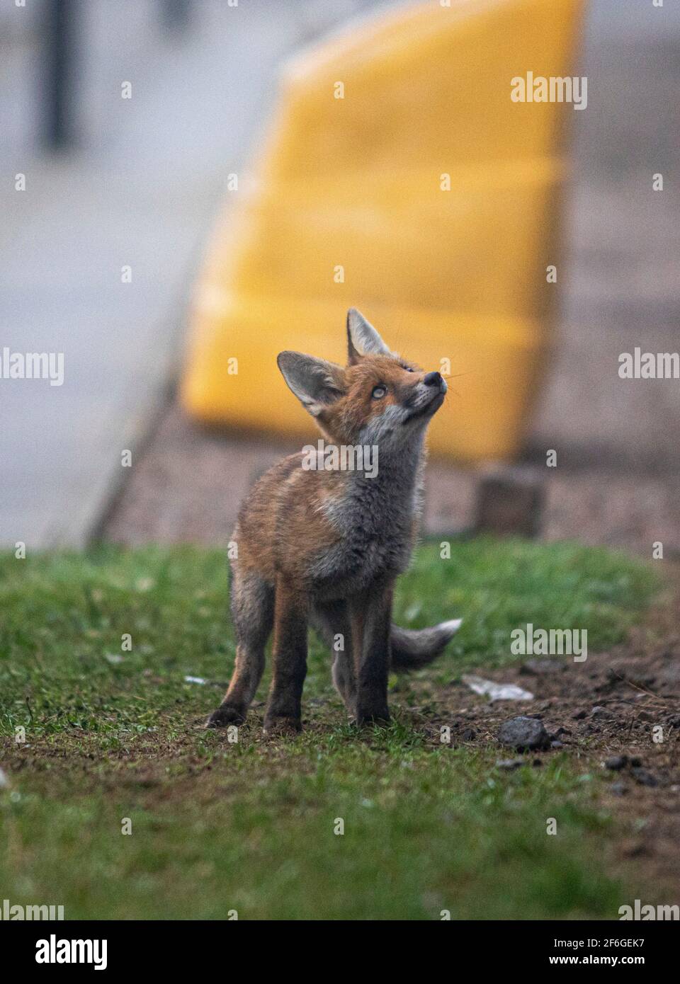 Fox family interaction and behaviour, Aberdeen, Northeast Scotland ...