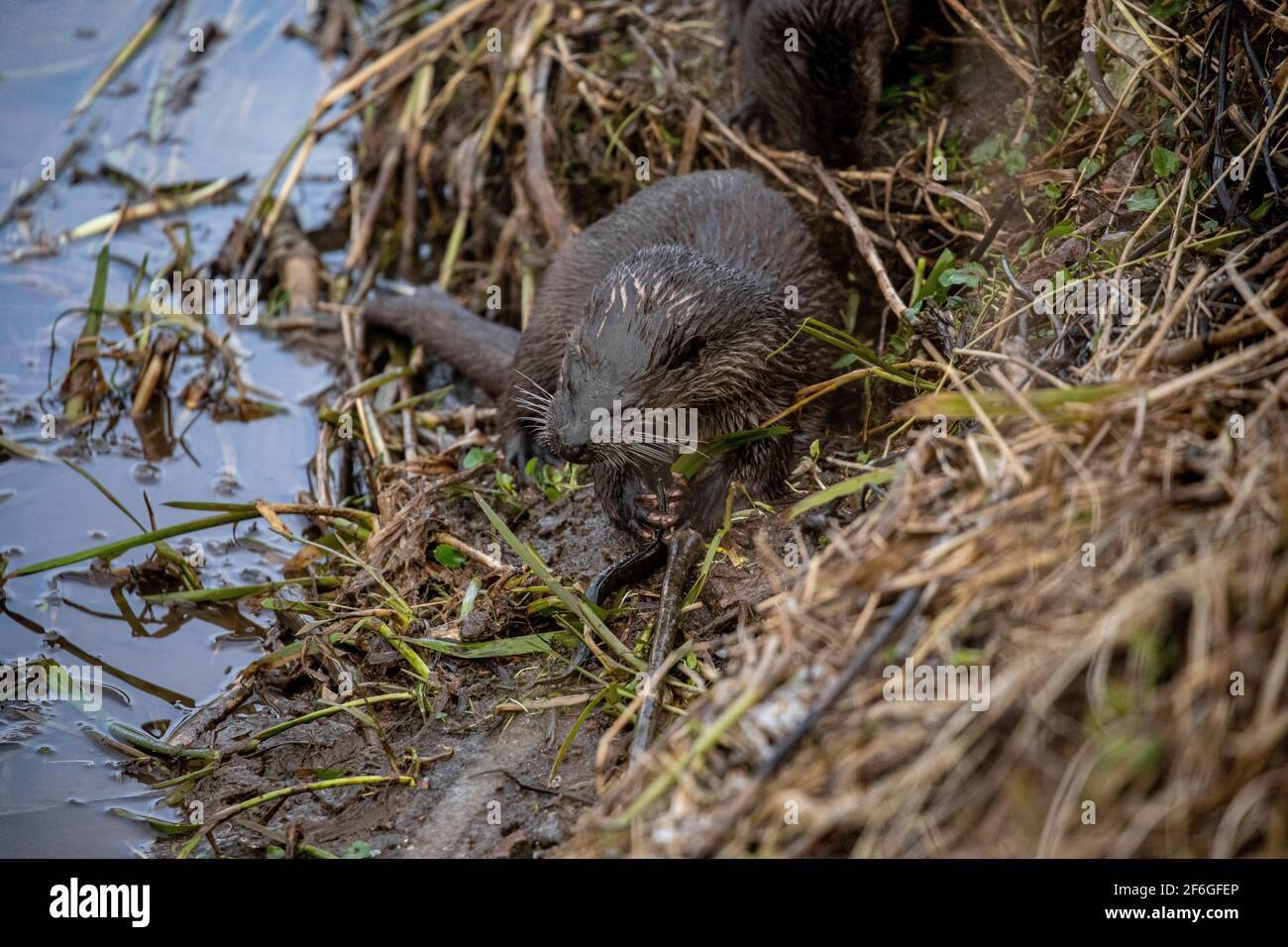 Baby eels swimming hi-res stock photography and images - Alamy