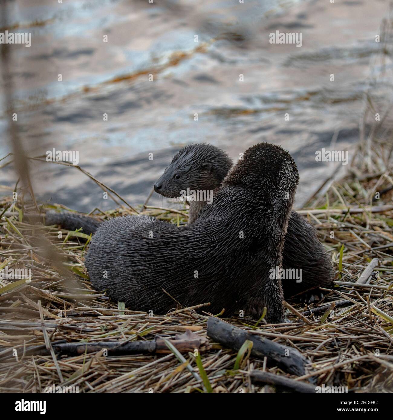 Otter swimming underwater hi-res stock photography and images - Alamy