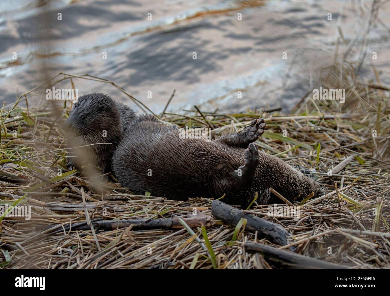 Otter, mum and cub rolling on the riverbank Stock Photo - Alamy