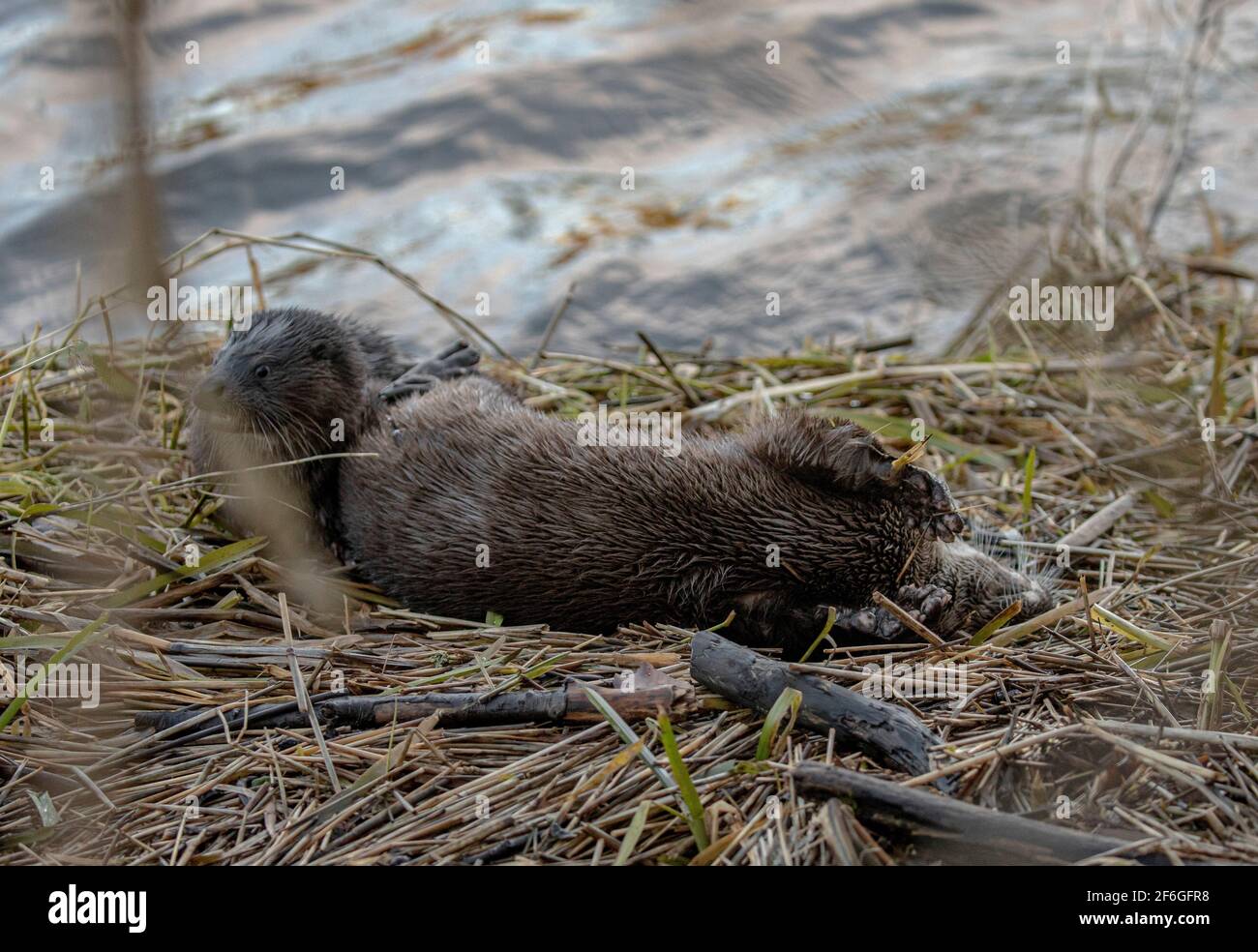 Otter, mum and cub rolling on the riverbank Stock Photo - Alamy
