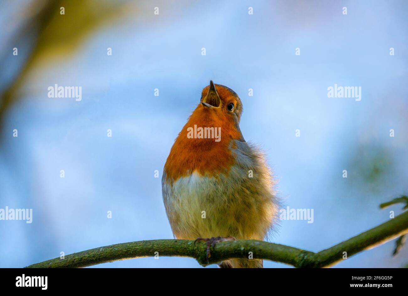 Robin bird songbird hi-res stock photography and images - Alamy