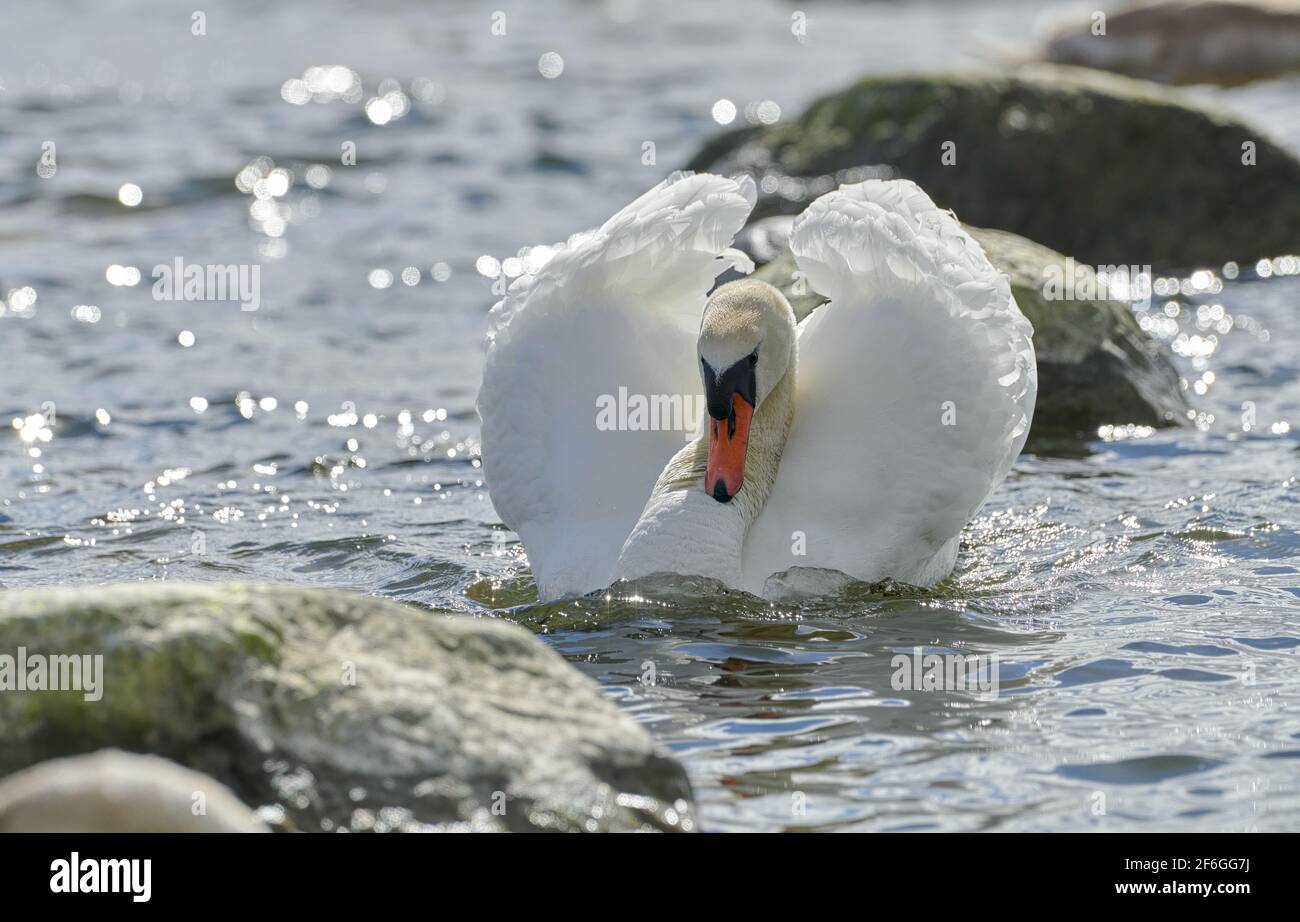 Bird wing display hi-res stock photography and images - Alamy