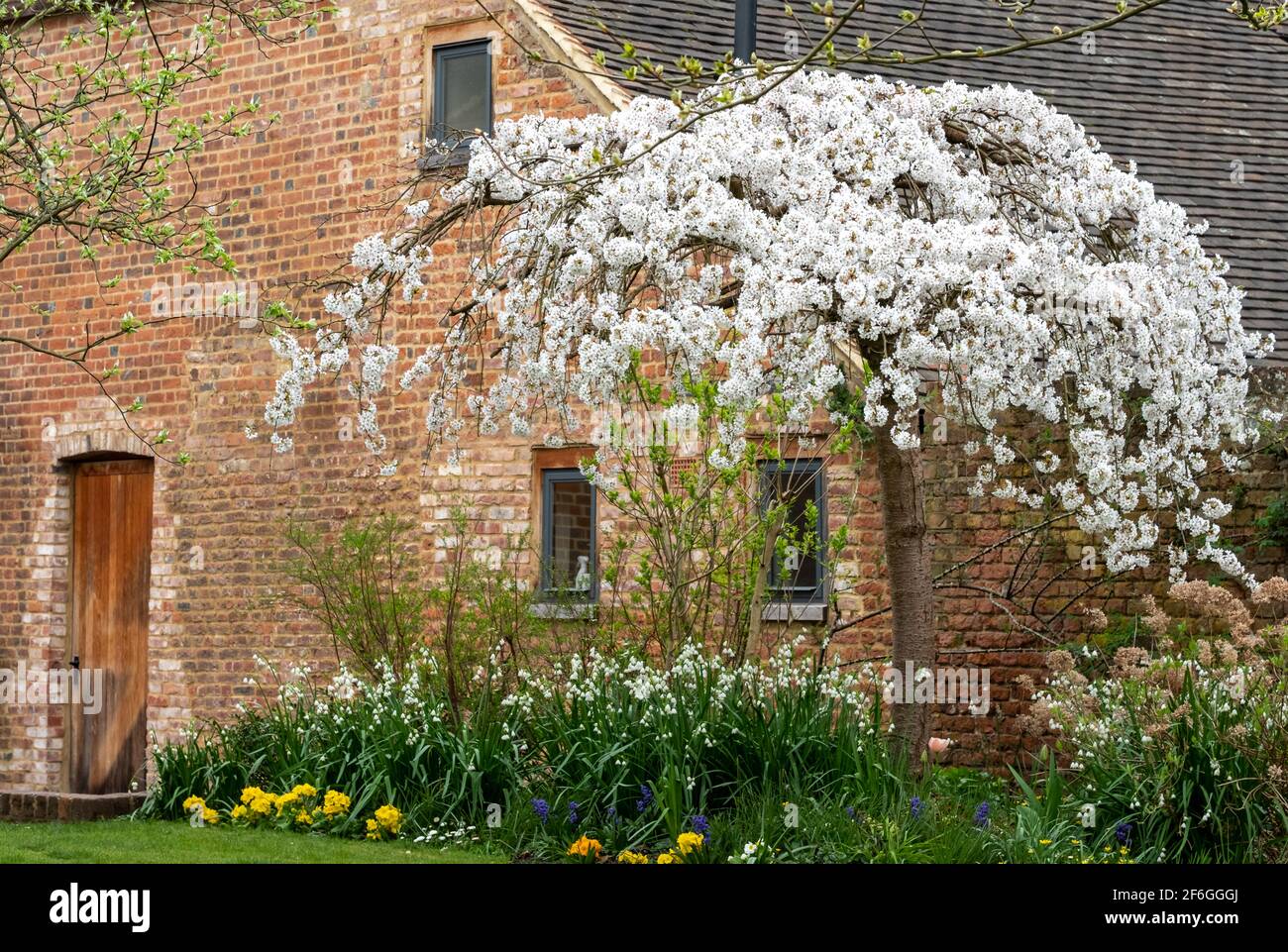 Cherry tree in blossom outside the historic barn at Eastcote House ...