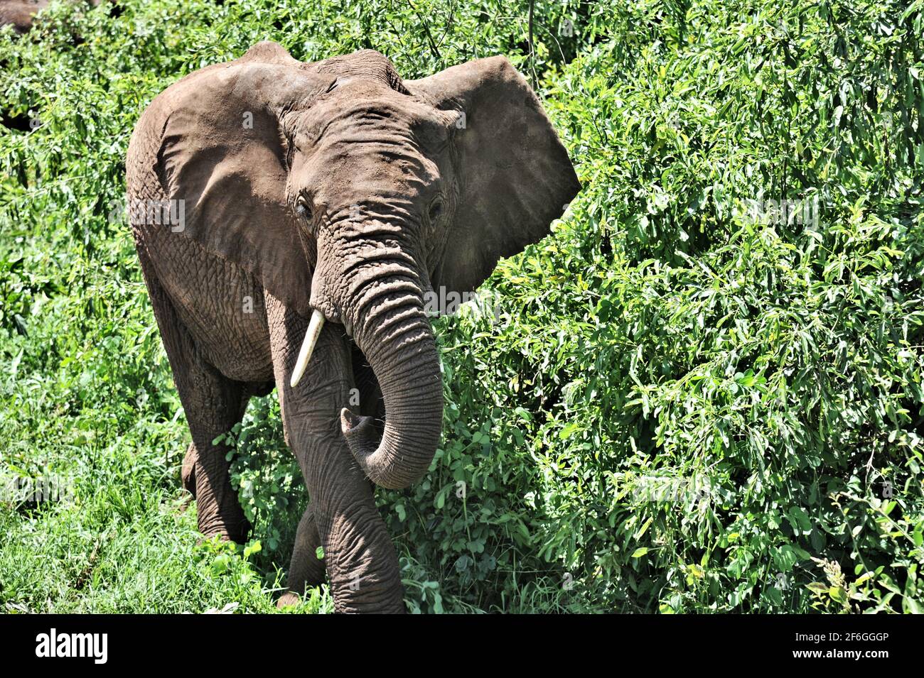 African elephant location hi-res stock photography and images - Alamy