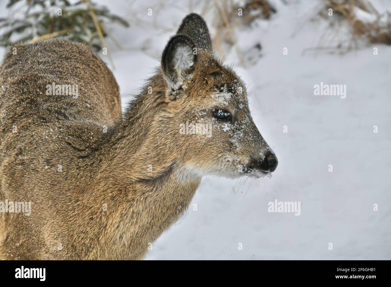 A side view of the face of young doe, and top view of her back is seen ...