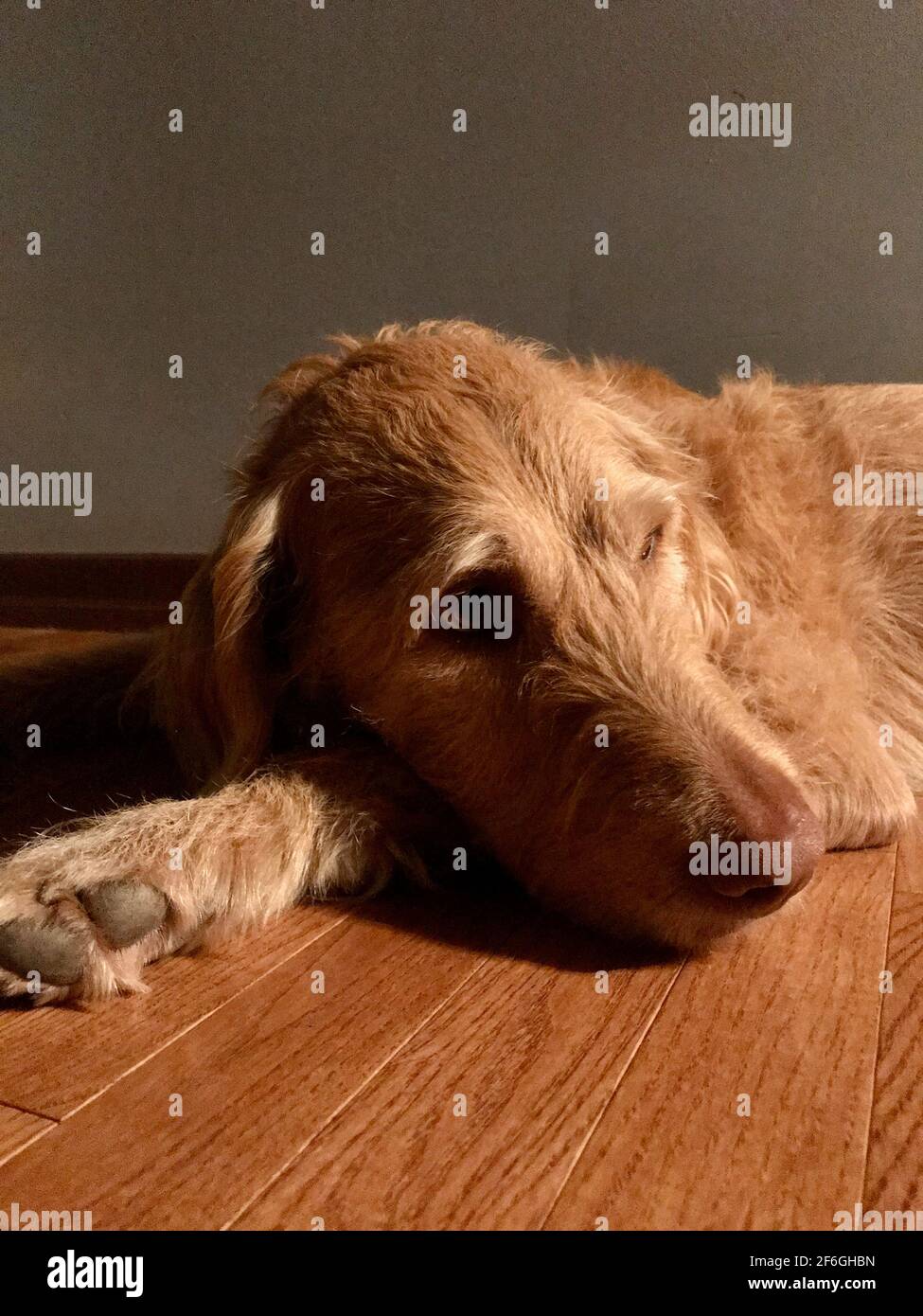 Labradoodle dog paw hi-res stock photography and images - Alamy