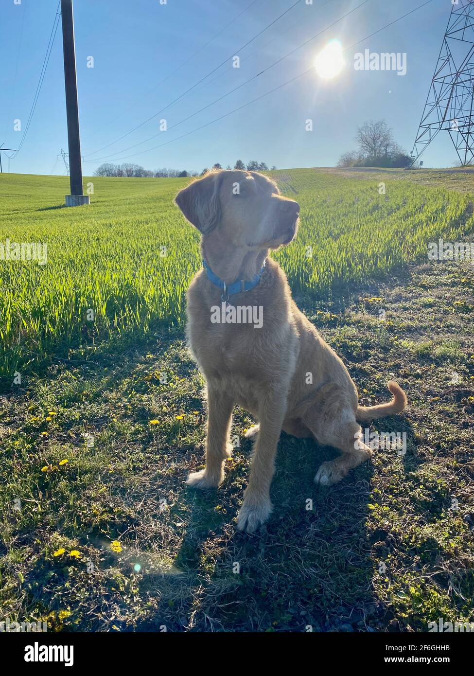 Labradoodle in a field hi-res stock photography and images - Alamy