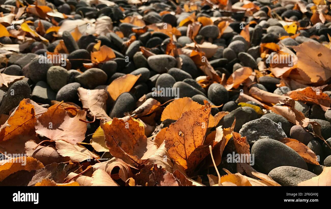 Autumn Leaves on Rocks Stock Photo - Alamy