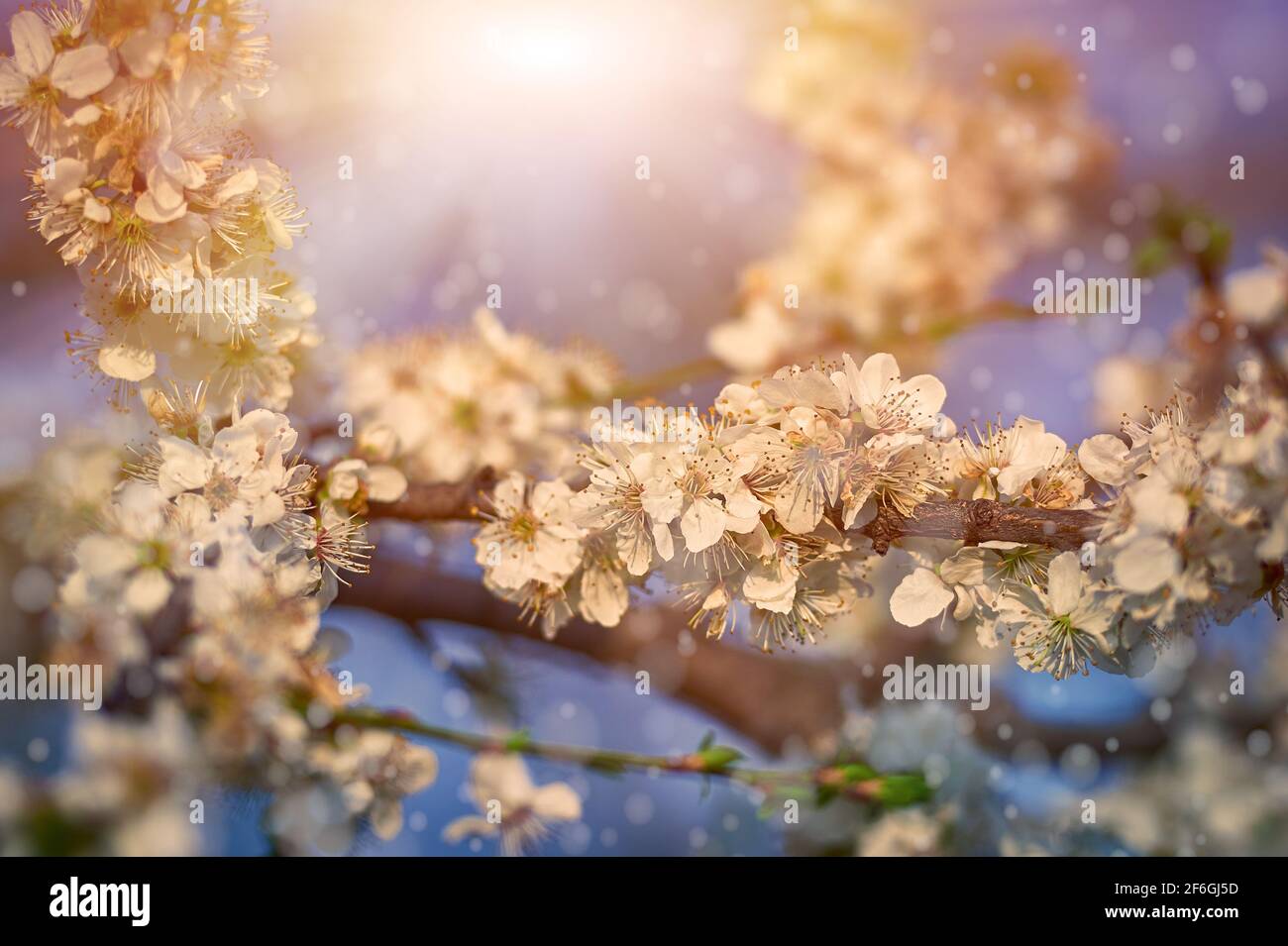 Beautiful nature with flowering tree and sun. Spring flowers with ...