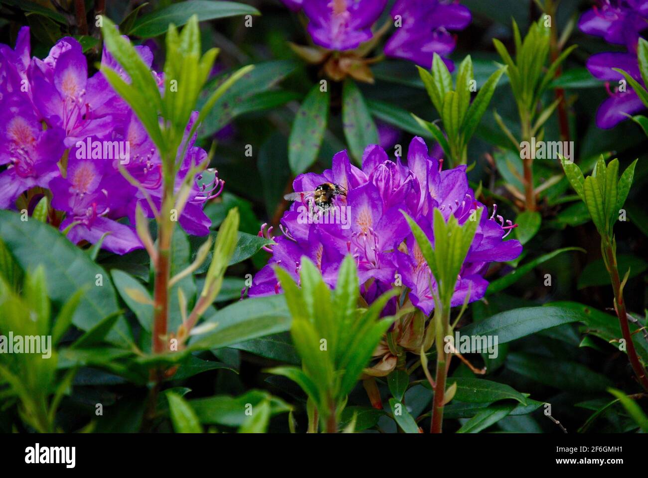 Hello bee hi-res stock photography and images - Alamy