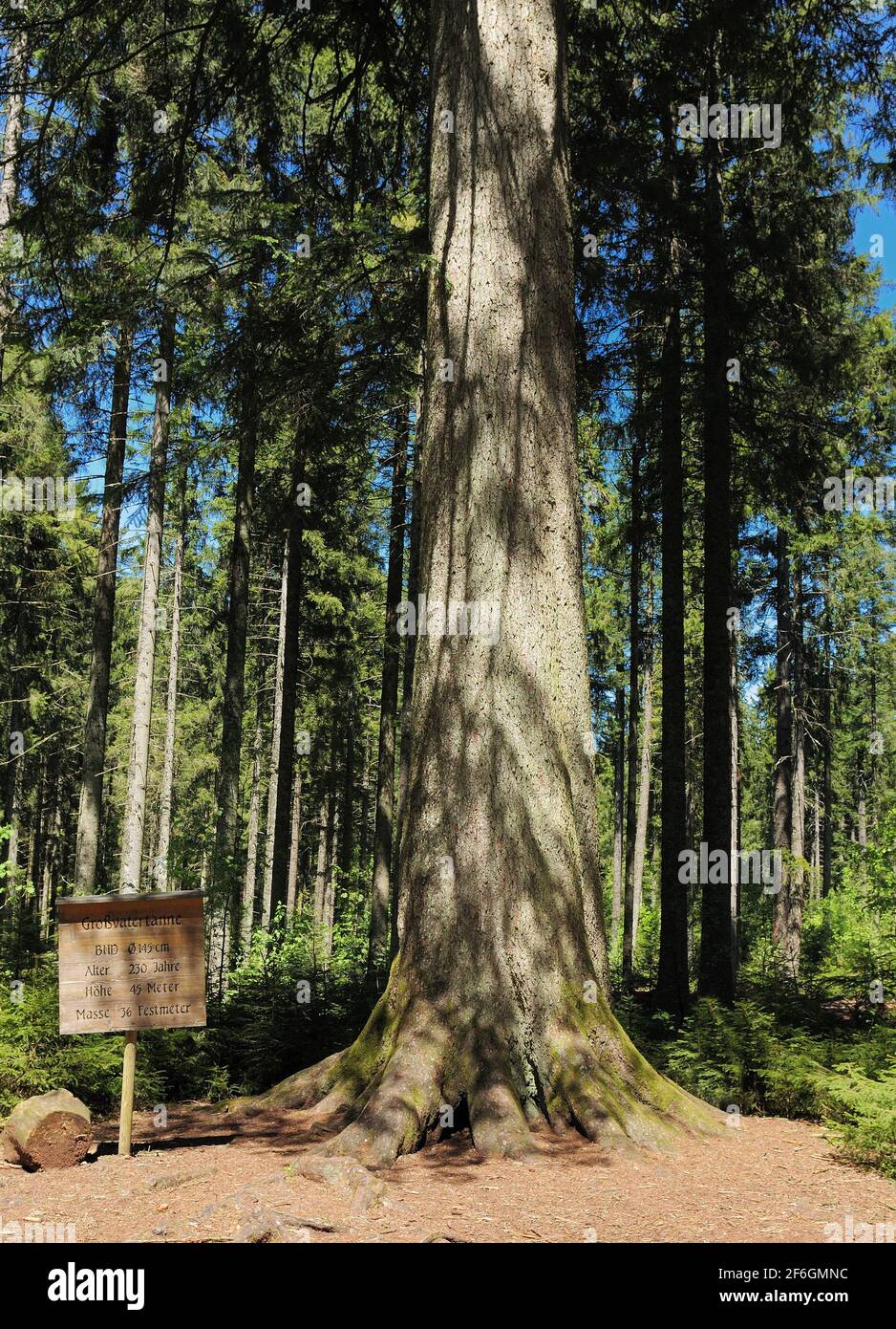Highest Fir Tree Called Grossvatertanne In The Black Forest Germany ...