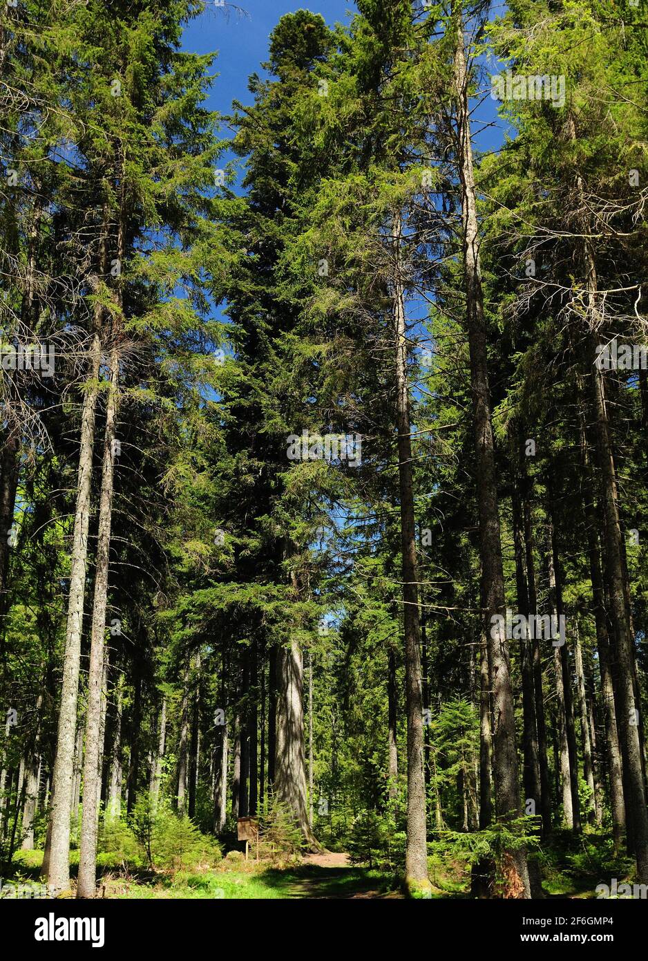 Highest Fir Tree Called Grossvatertanne Surrounded By Other Giant Fir ...