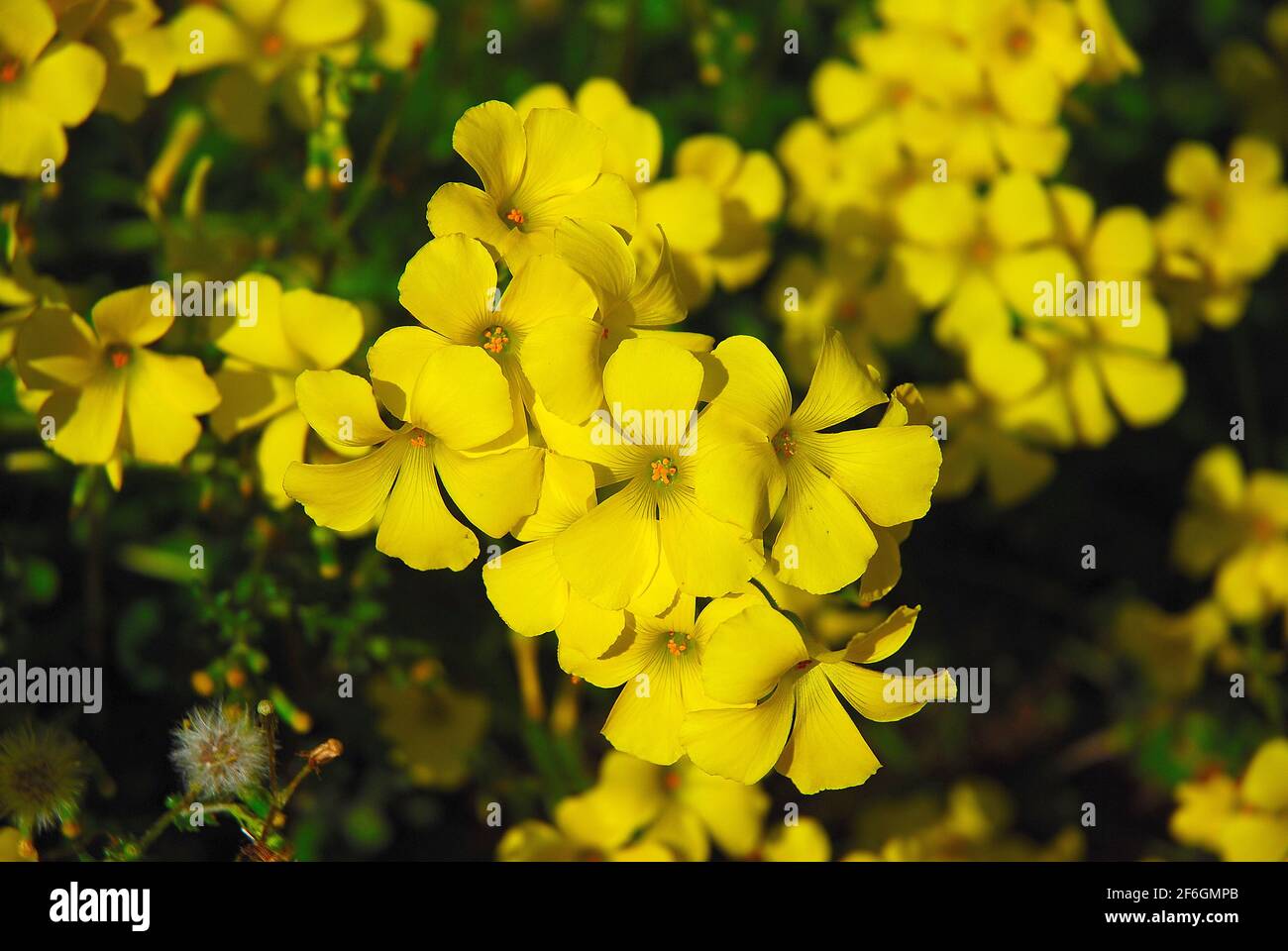 Islands wildflowers yellow hi-res stock photography and images - Alamy