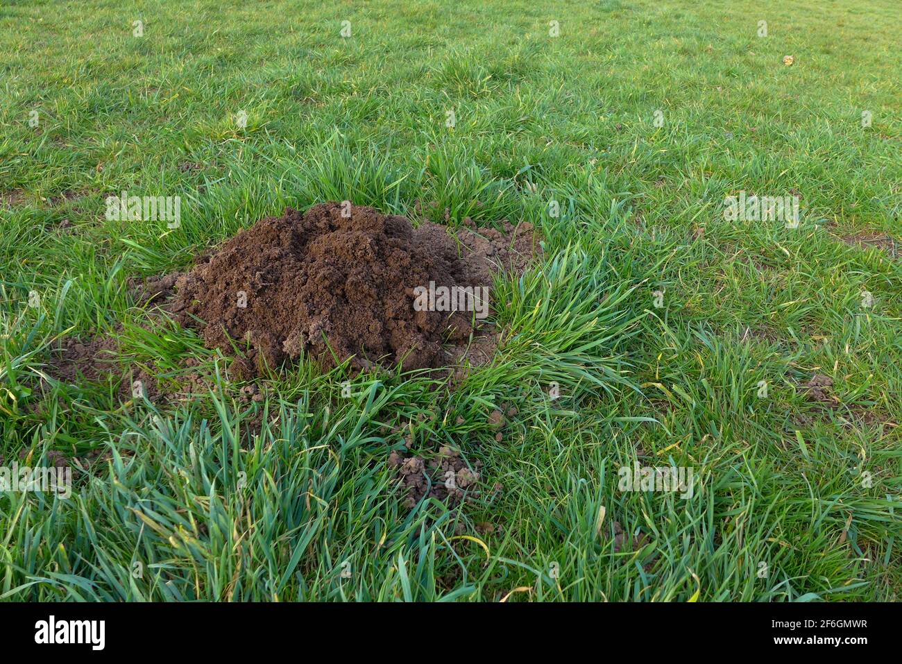 mole hole on the green grass in fall time with copy space Stock Photo ...
