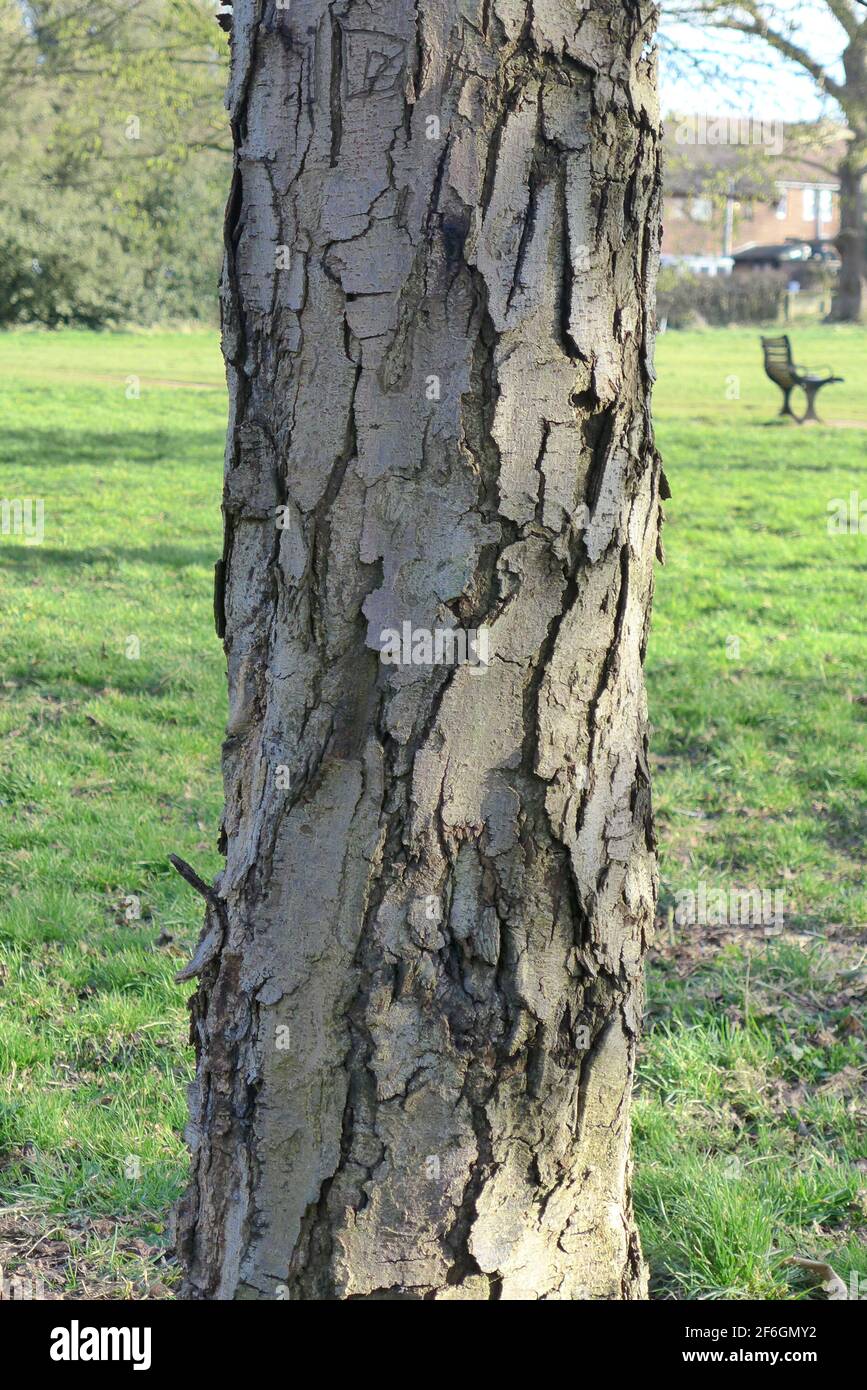Tree trunk with cracket Bark of Horse-Chestnut (Aesculus hippocastanum ...