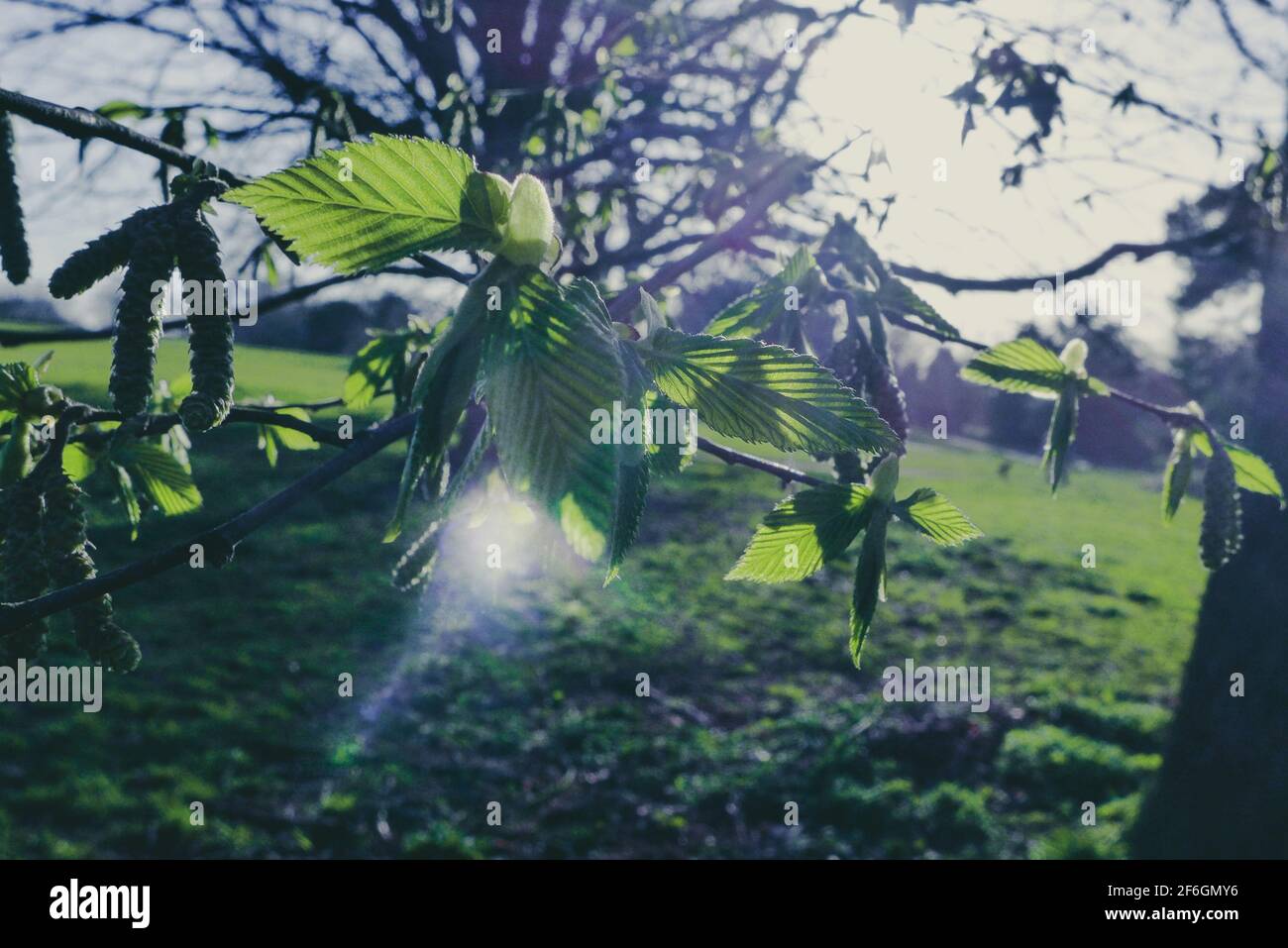 Birth tree branch with leaves and seeds Stock Photo - Alamy