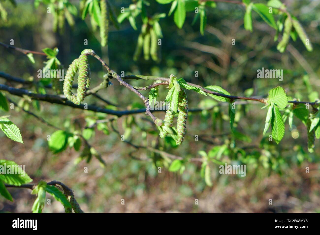 Birth tree branch with leaves and seeds Stock Photo - Alamy