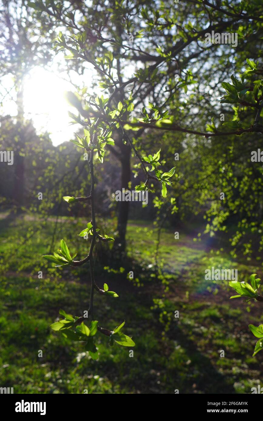Birth tree branch with leaves and seeds Stock Photo - Alamy