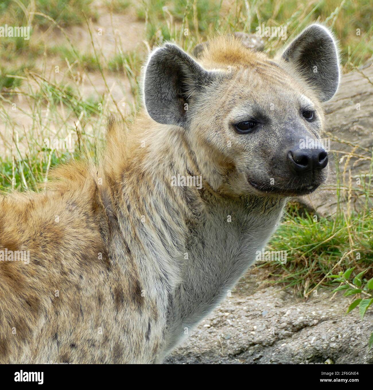 Largest Hyena High Resolution Stock Photography and Images - Alamy