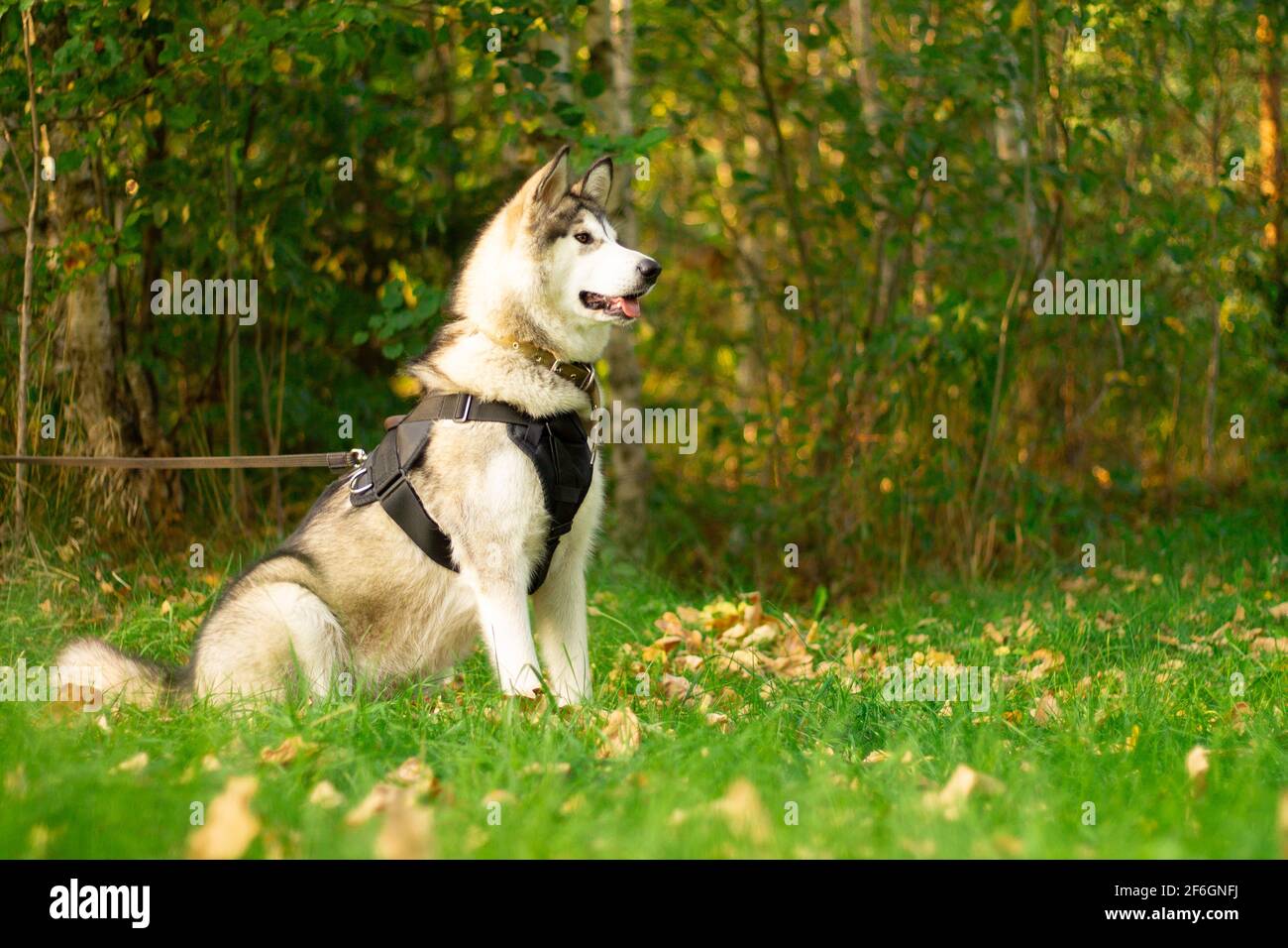 Beautiful young dog of breed Alaskan Malamute sitting in the rays of ...