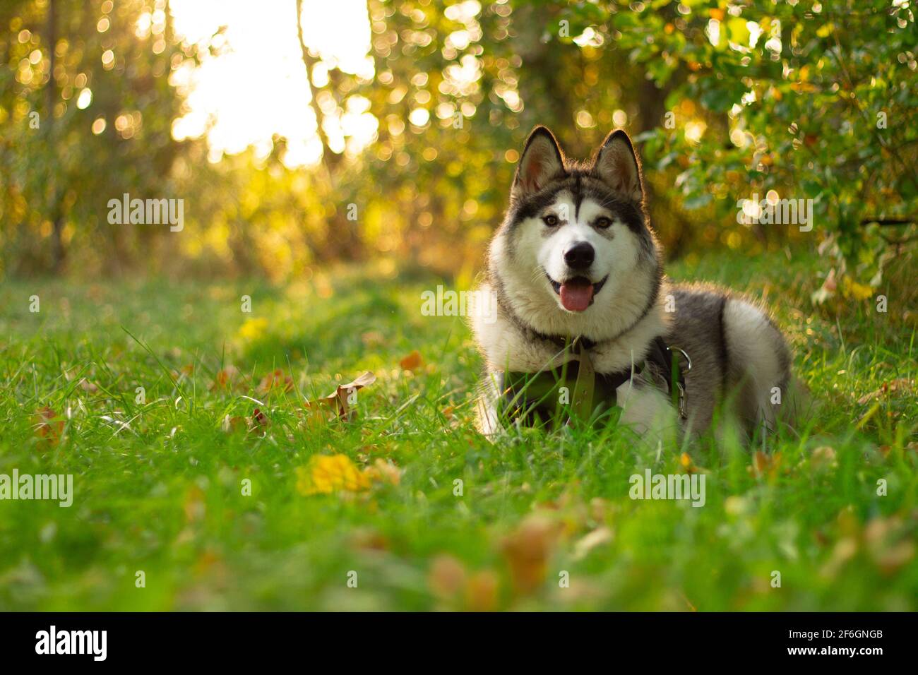 Beautiful young dog of breed Alaskan Malamute lying in the rays of the ...